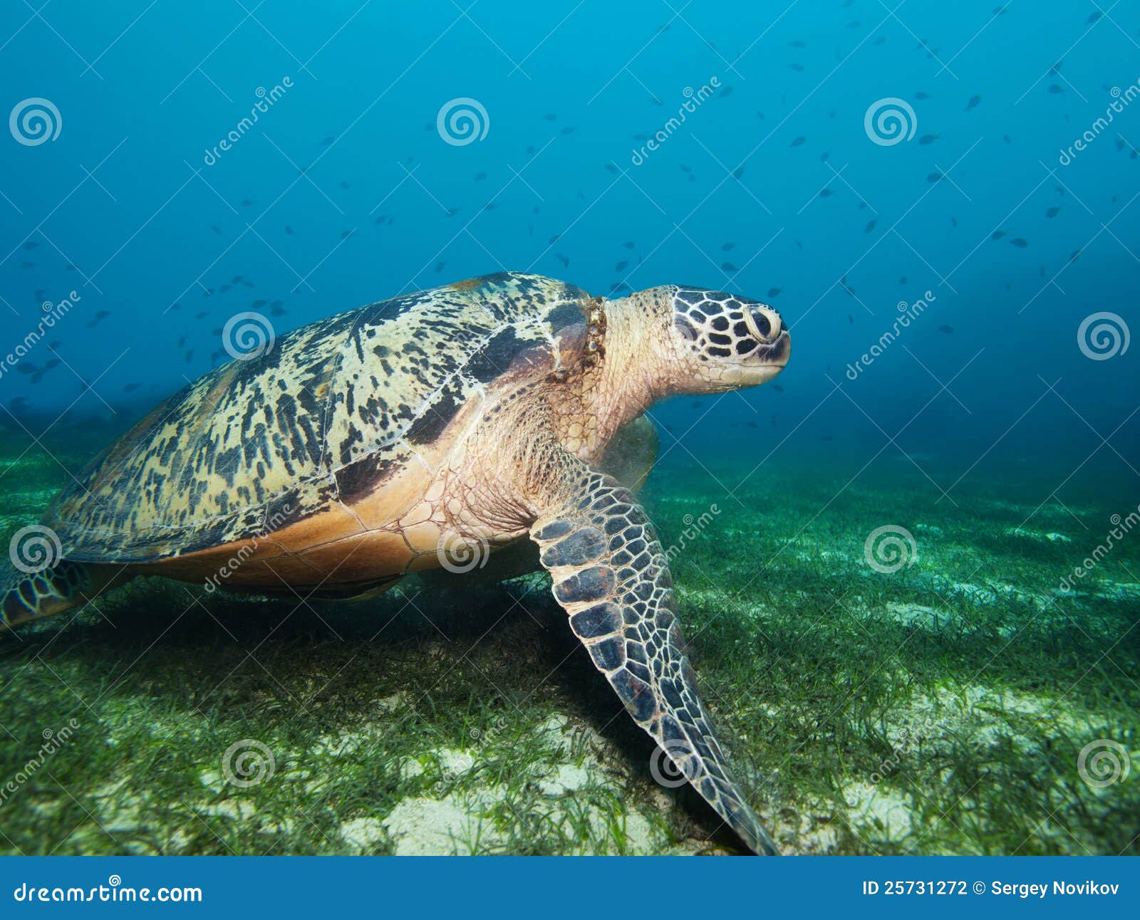 Sea Turtle Deep Underwater Stock Photography | CartoonDealer.com #25067660