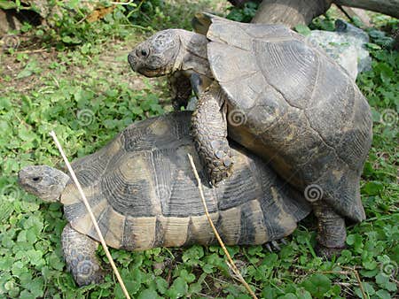 Turtle at the Sexual Intercourse Stock Photo - Image of tortoise, bryce ...