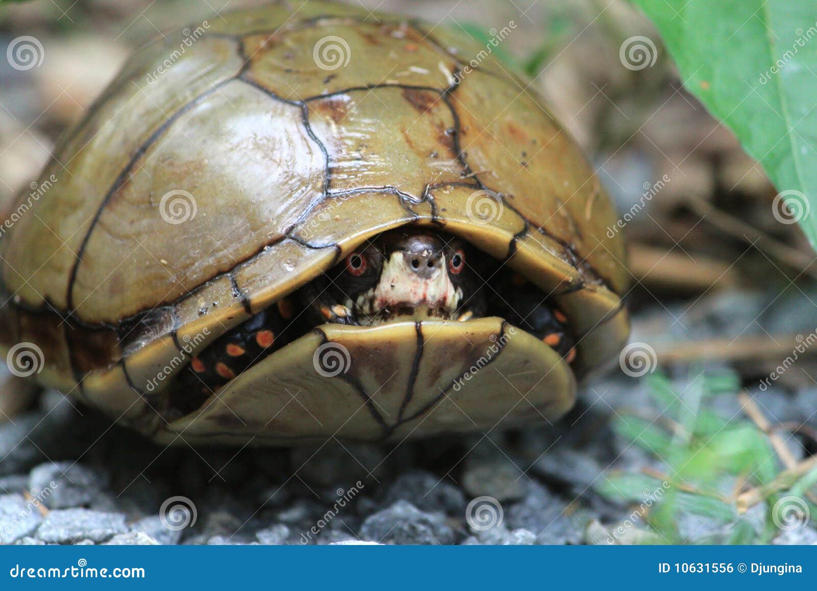 Turtle in Shell stock photo. Image of spots, exotic, nose - 10631556