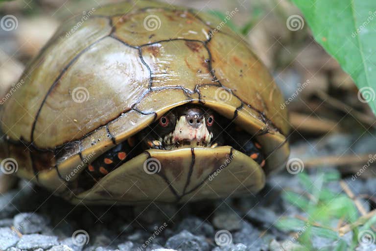 Turtle in Shell stock photo. Image of spots, exotic, nose - 10631556