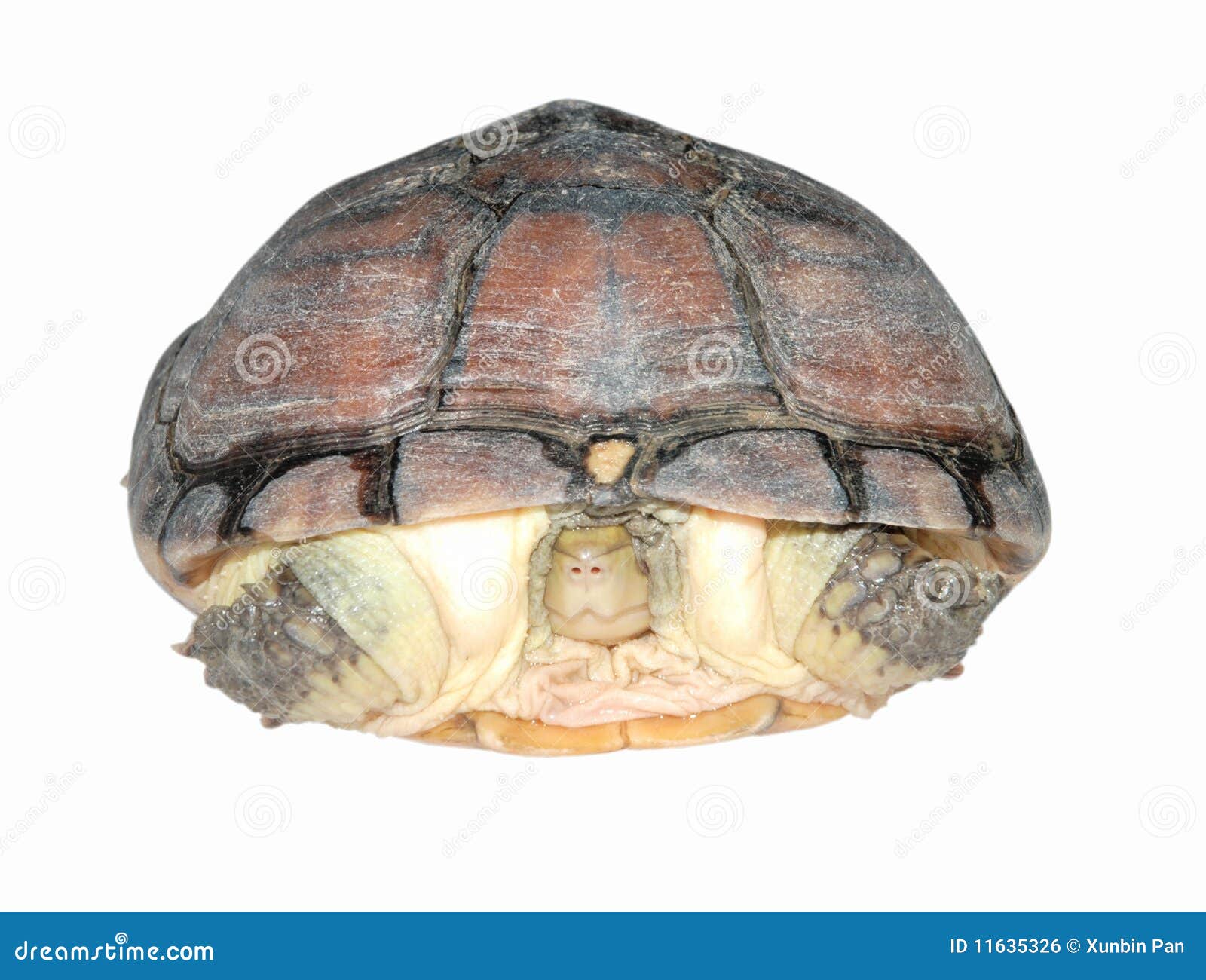 Turtle in shell stock photo. Image of concept, asian - 11635326