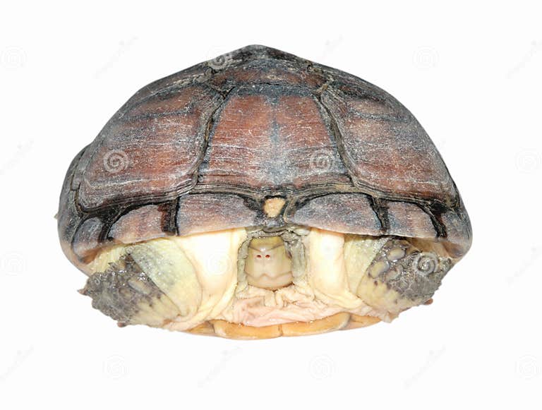 Turtle in shell stock photo. Image of concept, asian - 11635326