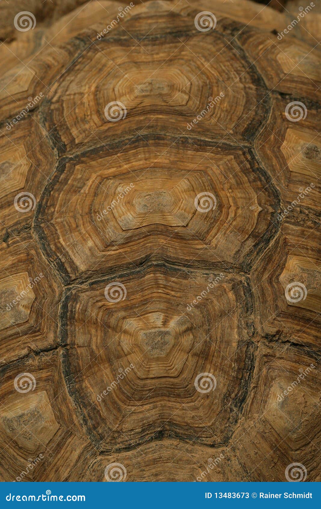Turtle shell stock image. Image of texture, testudo, shell - 13483673