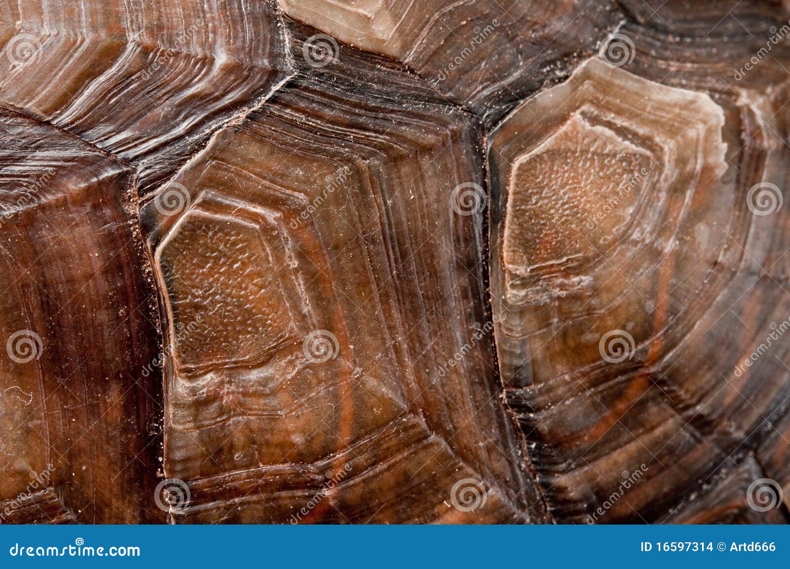 Turtle shell stock photo. Image of aquarium, hiking, closeup - 16597314