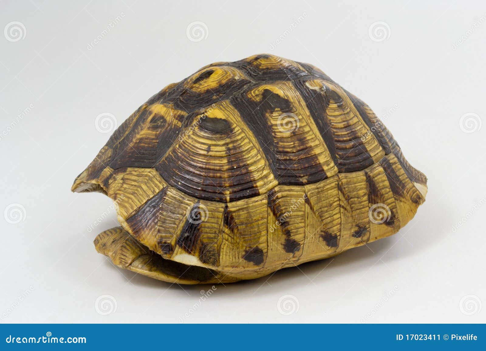Turtle shell stock image. Image of pattern, dead, animal - 17023411