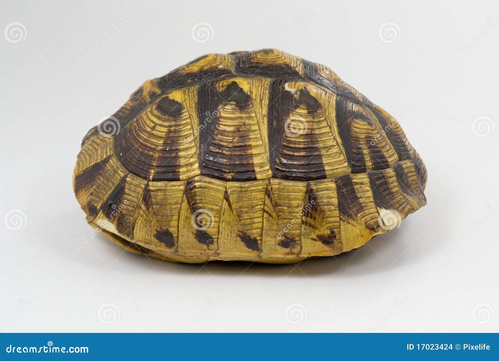 Turtle shell stock photo. Image of creature, clipping - 17023424