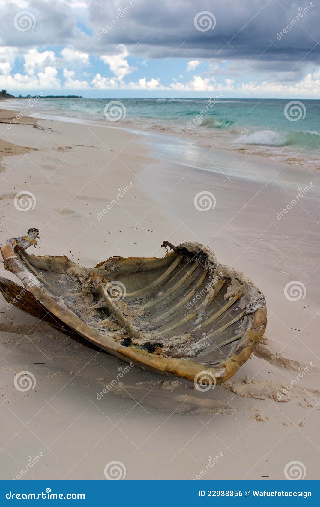 Turtle Shell stock photo. Image of cayo, turtle, coastline - 22988856