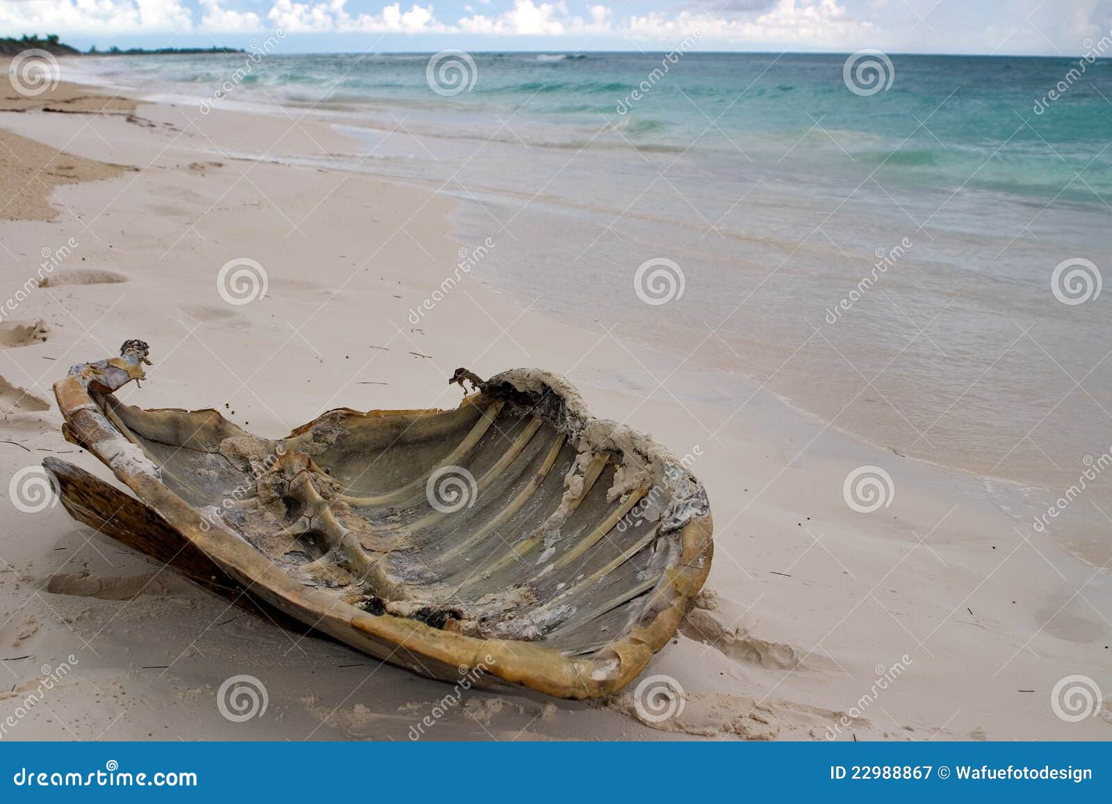 Turtle Shell stock image. Image of dead, largo, island - 22988867