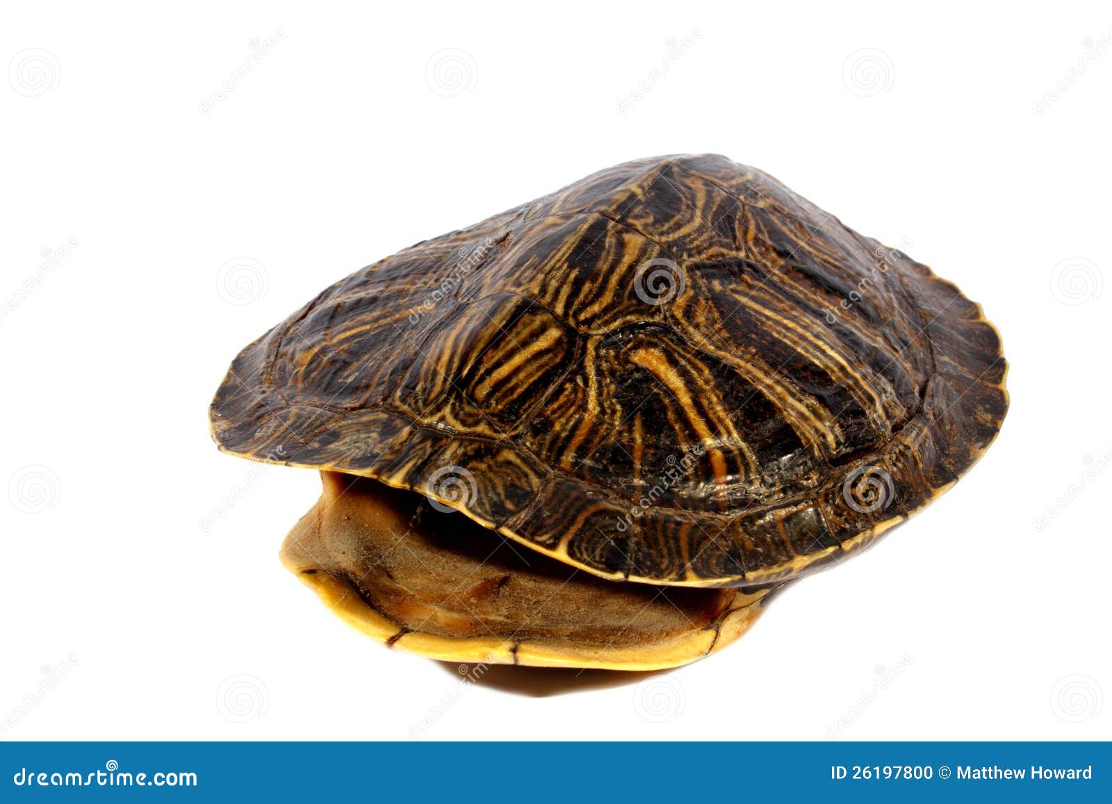 Turtle Shell stock photo. Image of protection, turtles - 26197800