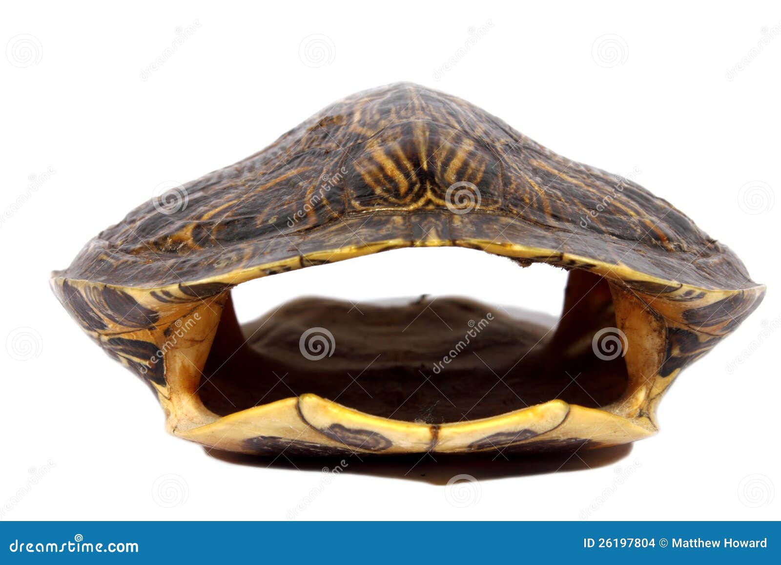 Turtle Shell stock photo. Image of aquatic, protection - 26197804