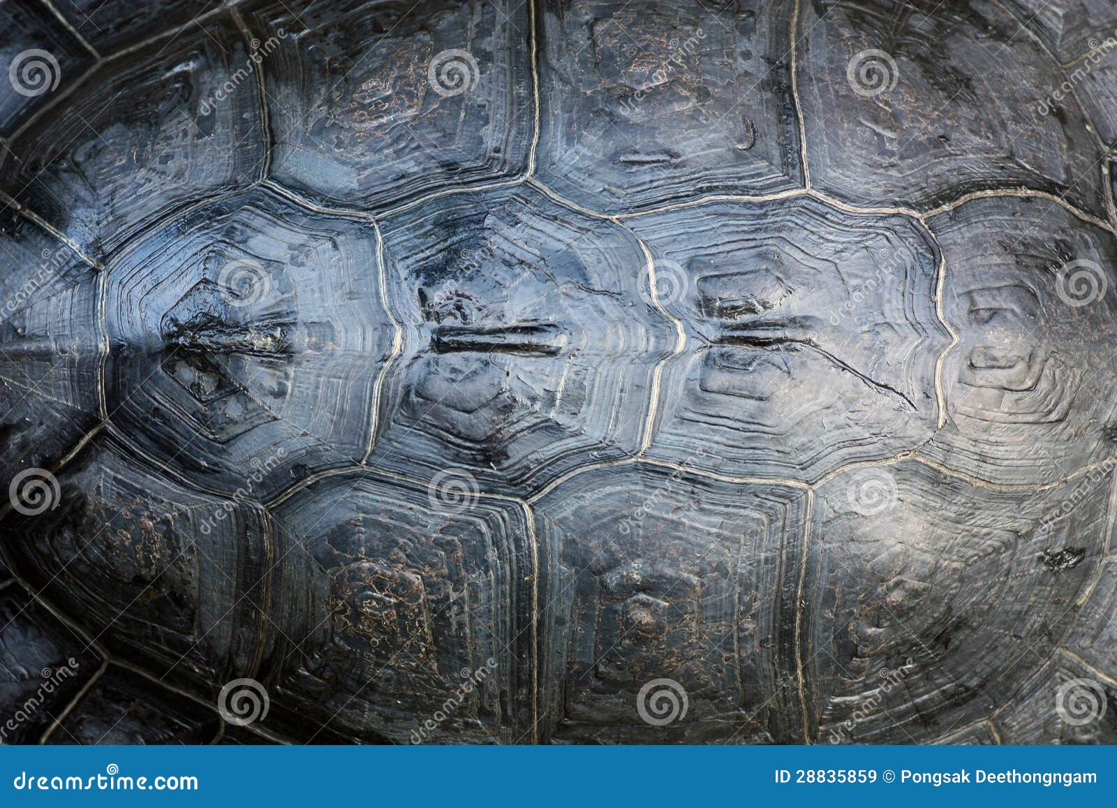 Turtle shell stock image. Image of symmetrical, turtle - 28835859