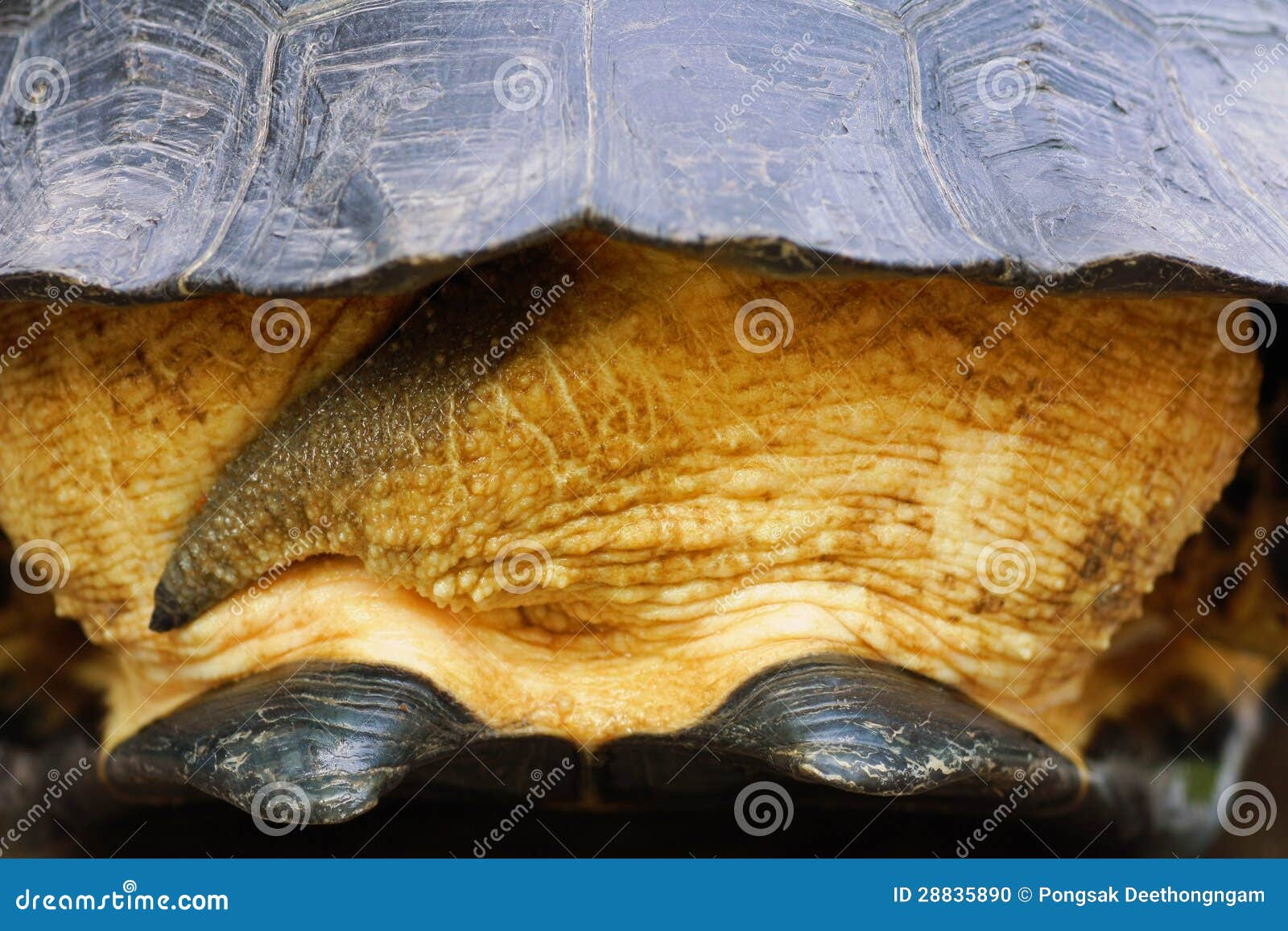 Turtle shell stock photo. Image of wildlife, focus, geometric - 28835890