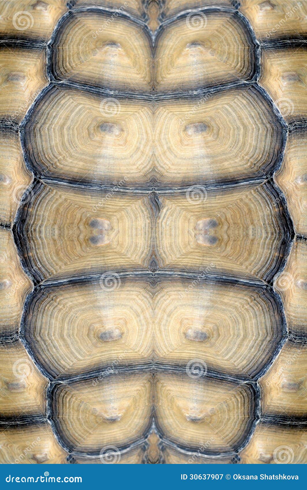 Turtle shell. stock image. Image of reefs, tropical, giant - 30637907