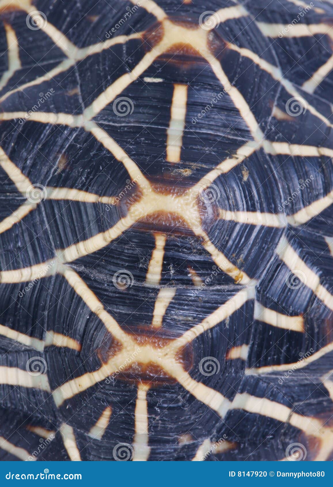 Turtle shell stock photo. Image of abstract, carapace - 8147920
