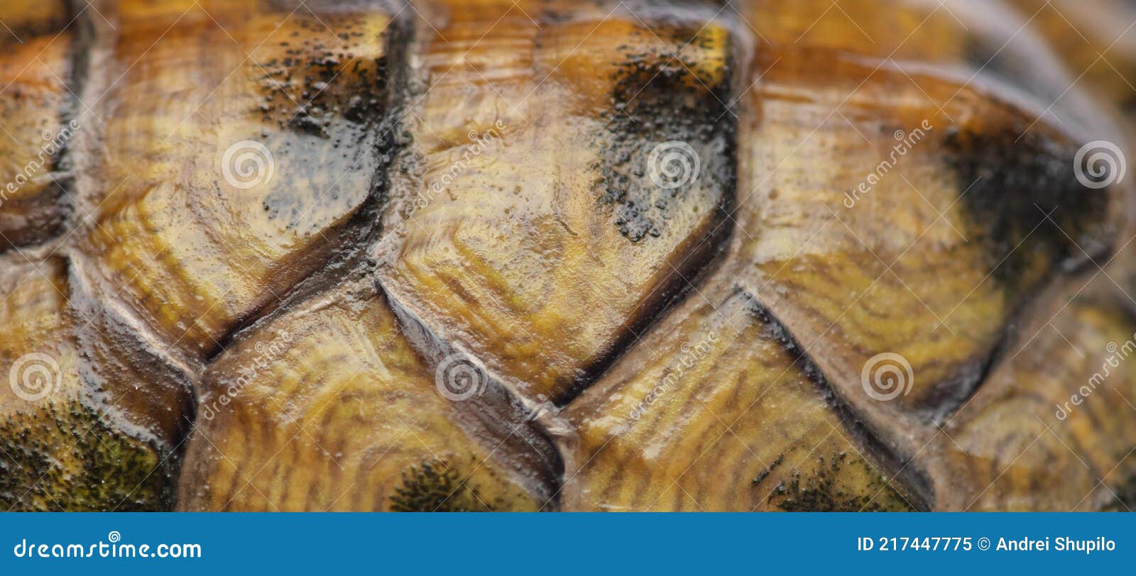 Turtle Shell As an Abstract Background. Stock Image - Image of natural ...