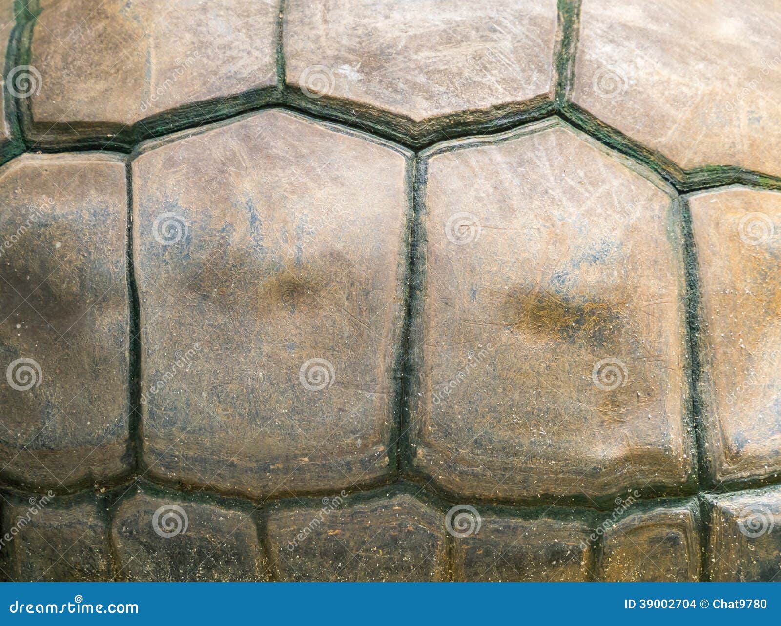 Turtle shell as background stock photo. Image of reptile - 39002704