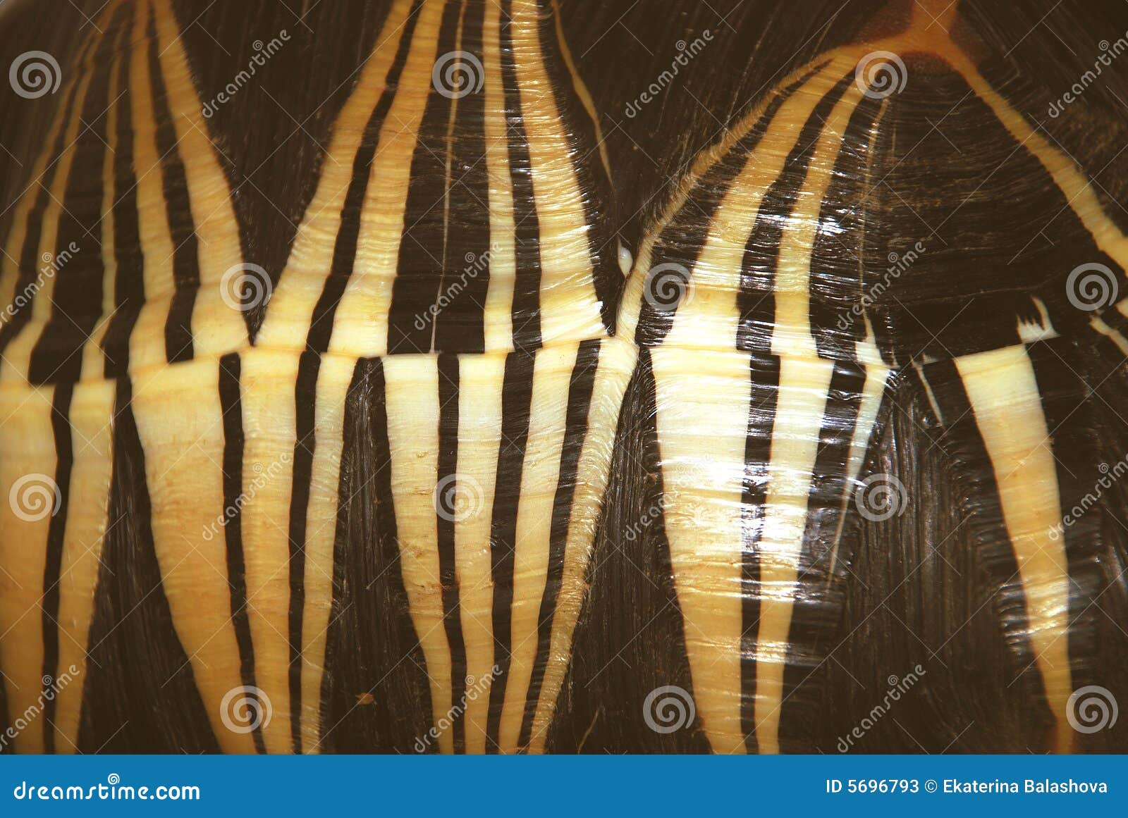 Turtle shell, background stock image. Image of animal - 5696793