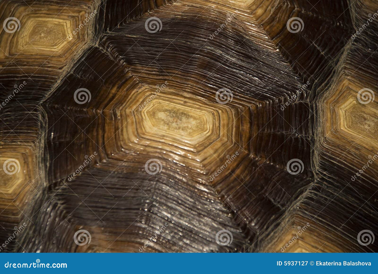 Turtle shell, background stock image. Image of animal - 5937127