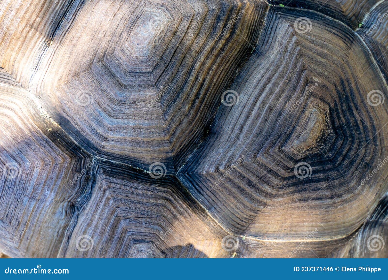 Turtle Shell Background. Macro Close Up. Carapace Texture Details Stock ...