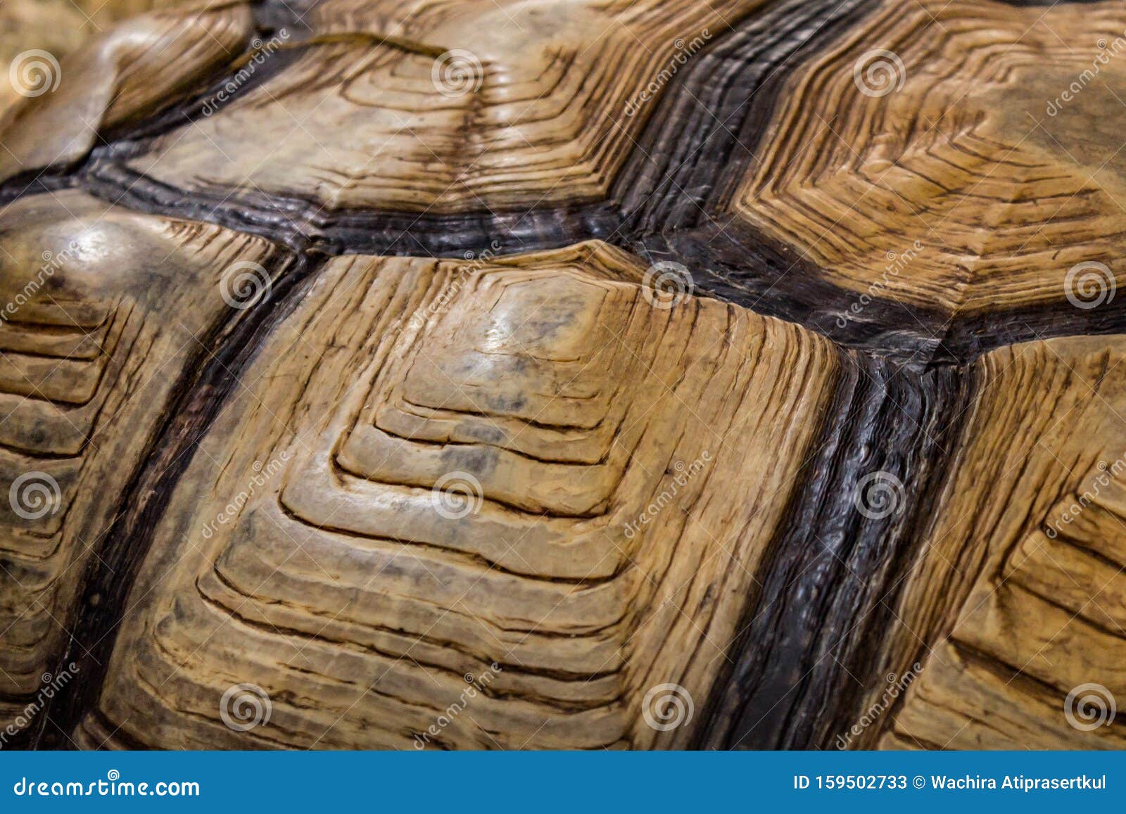 Turtle Shell Background / Surface Texture Stock Image - Image of ...