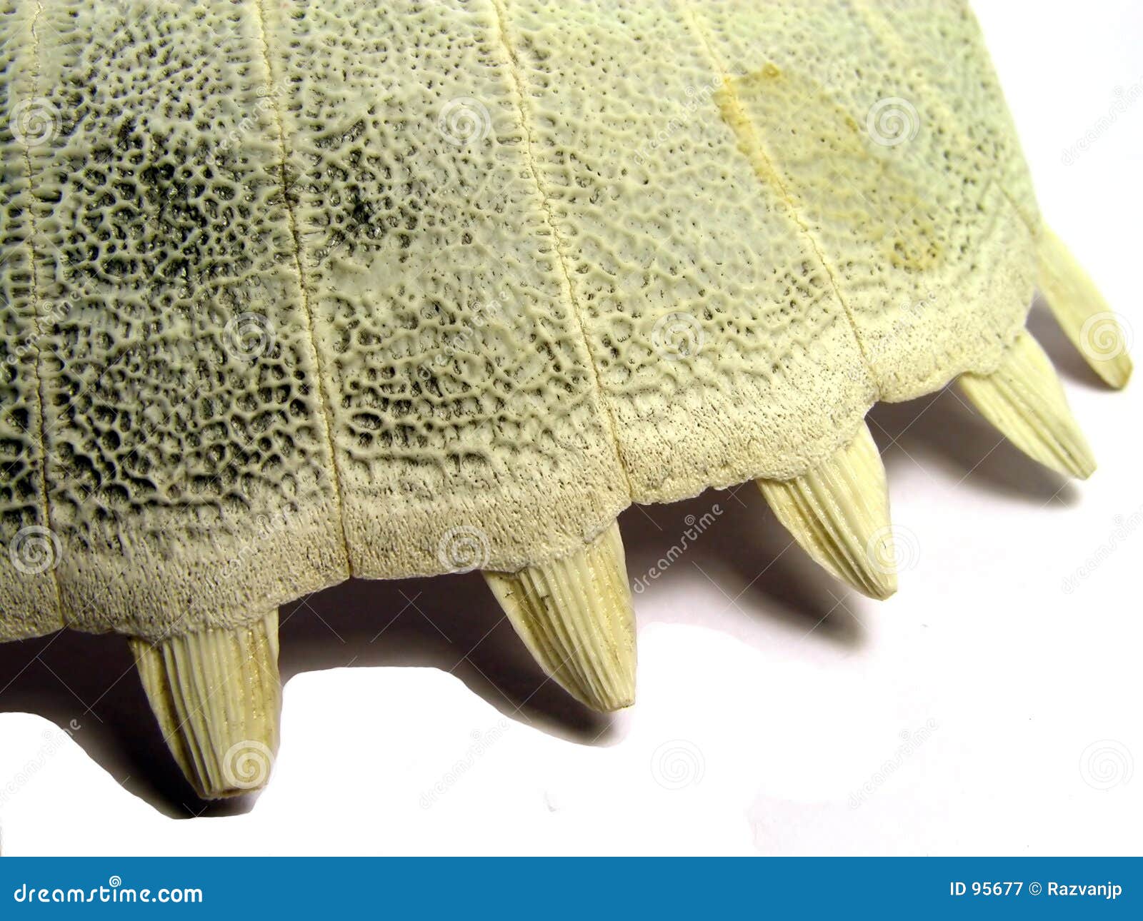 Turtle shell bone stock image. Image of detail, nature, abstract - 95677