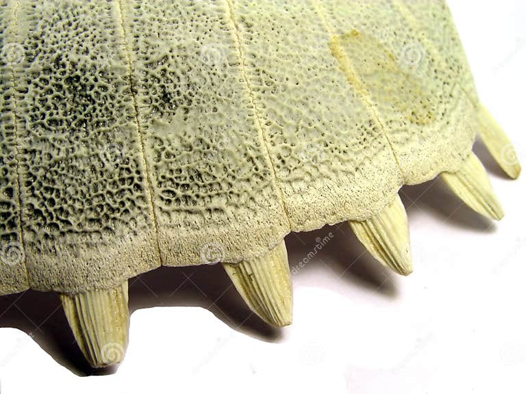 Turtle shell bone stock image. Image of detail, nature, abstract - 95677