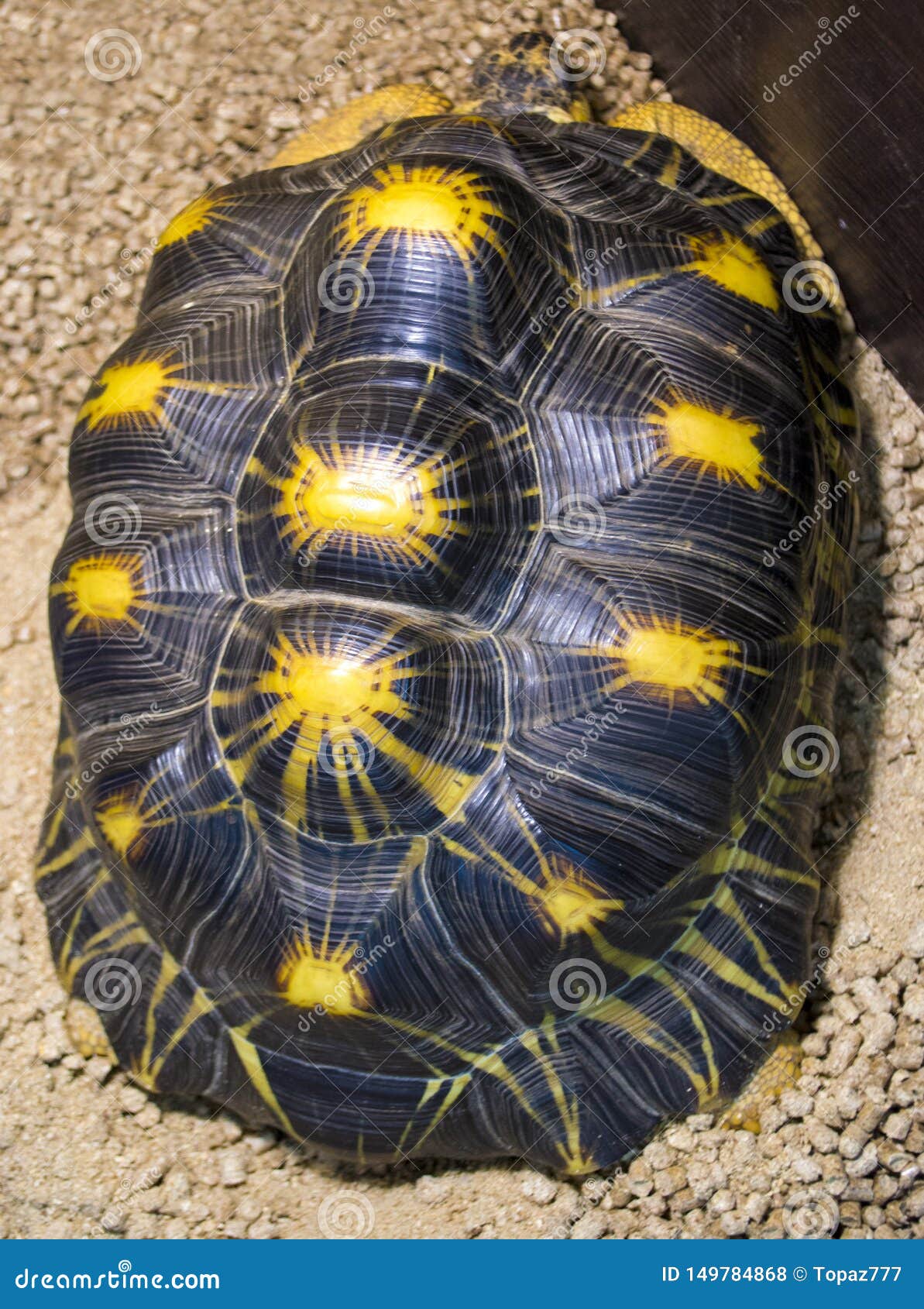 Turtle Shell Turtle Close Up Stock Photo - Image of giant, amphibian ...