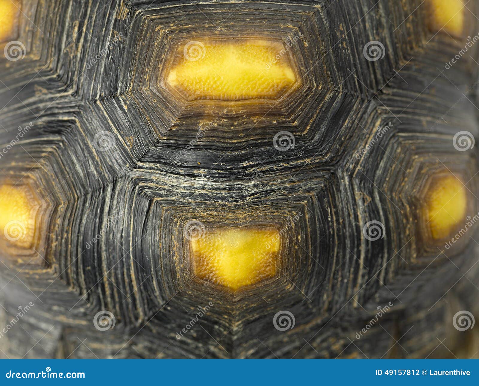 Turtle shell stock photo. Image of full, herbivorous - 49157812