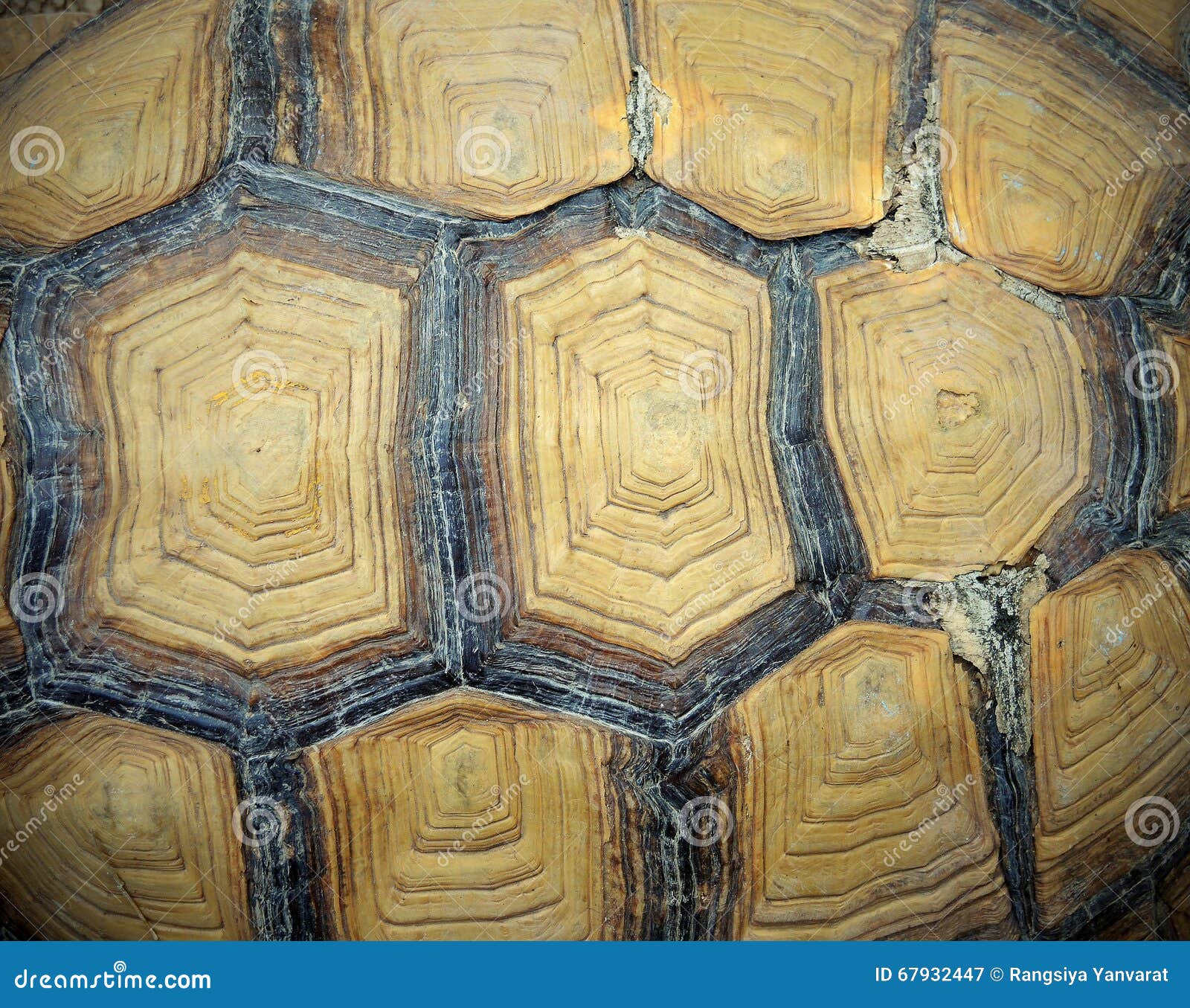 Turtle Shell stock image. Image of carapace, hard, turtle - 67932447