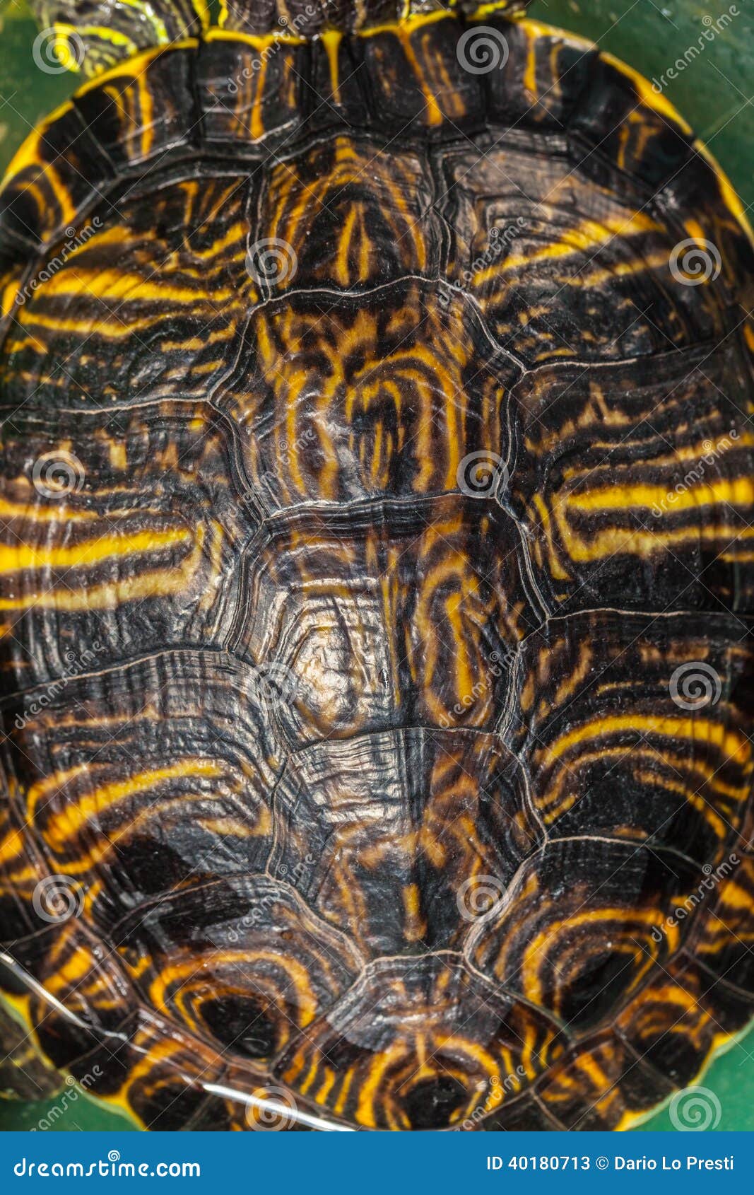 Turtle shell stock image. Image of natural, protective - 40180713