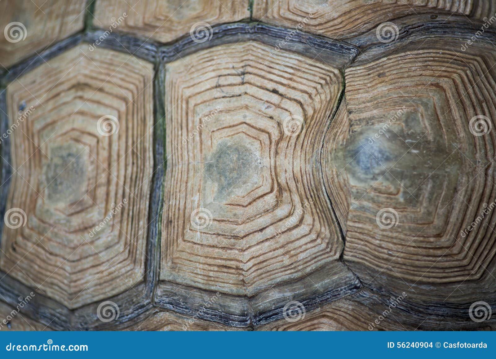 Turtle shell stock photo. Image of african, skin, tortoise - 56240904