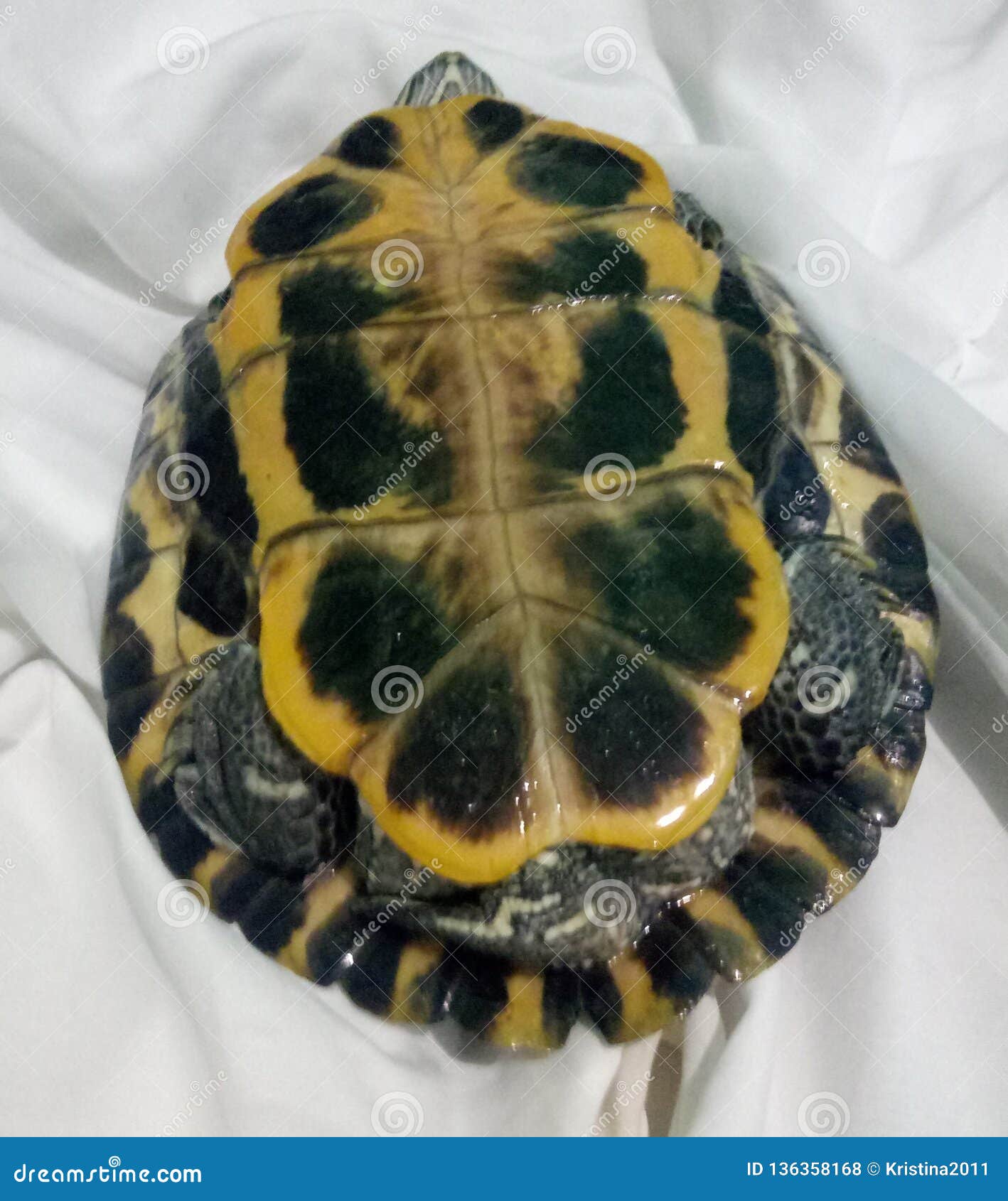 Turtle shell stock photo. Image of spotted, abstraction - 136358168