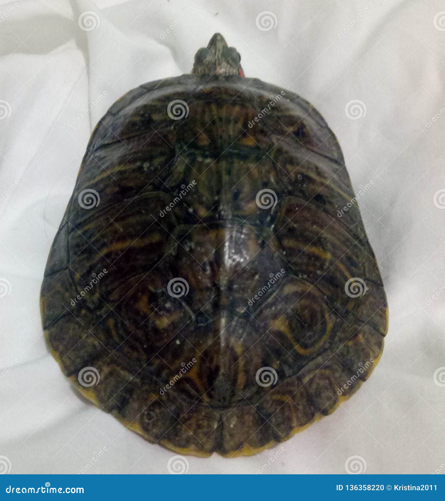 Turtle in shell stock photo. Image of green, abstract - 136358220