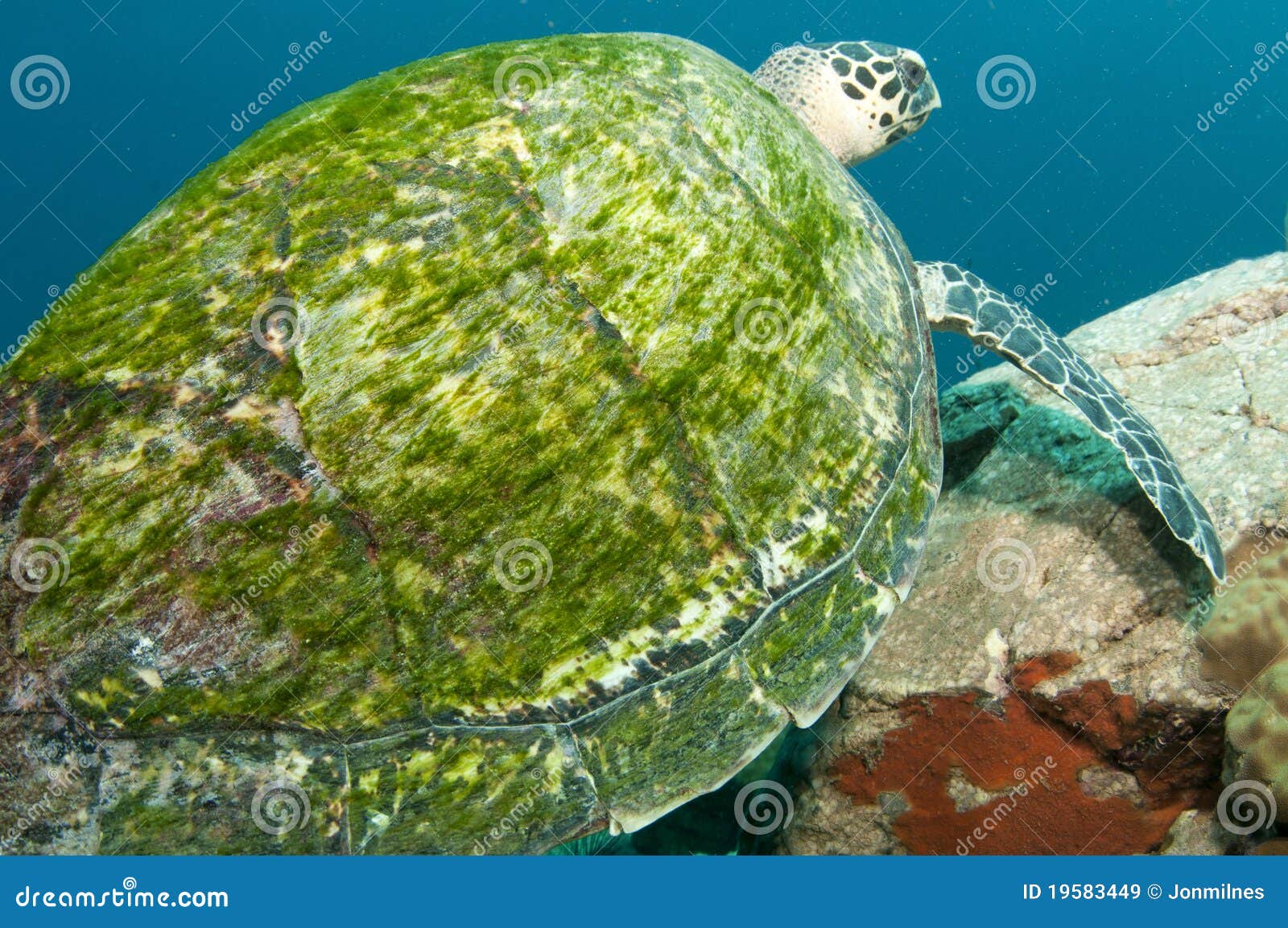 Turtle shell detail stock image. Image of reptile, single - 19583449