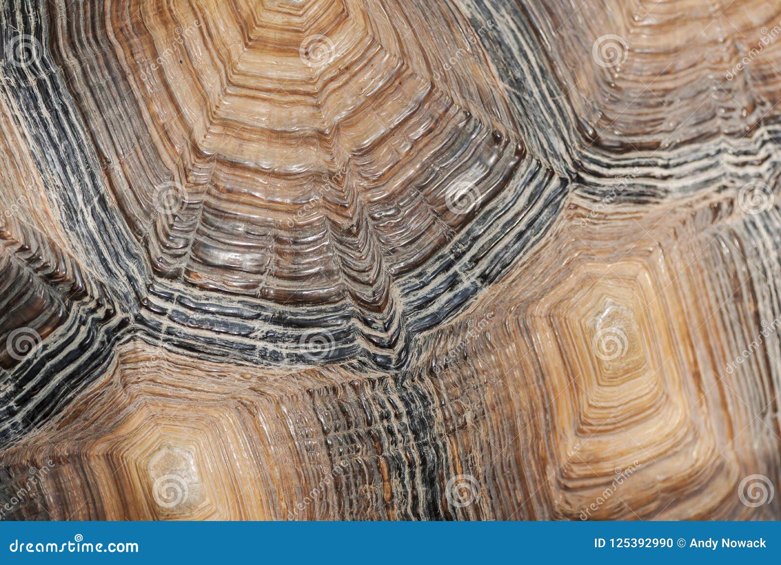 Turtle Shell Detail for Macro Stock Photo - Image of rings, template ...