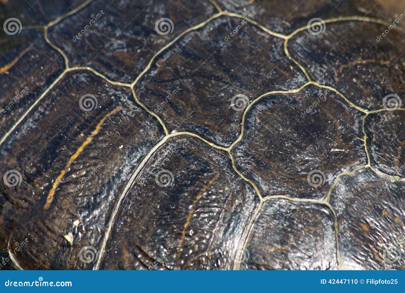 Turtle shell stock photo. Image of rigid, scale, marking - 42447110