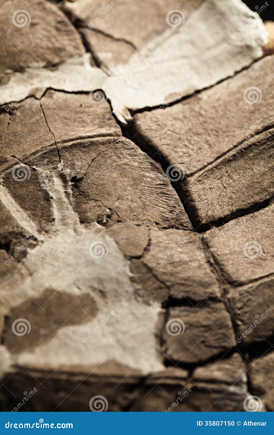 Turtle shell fossil stock photo. Image of china, neolithic - 35807150