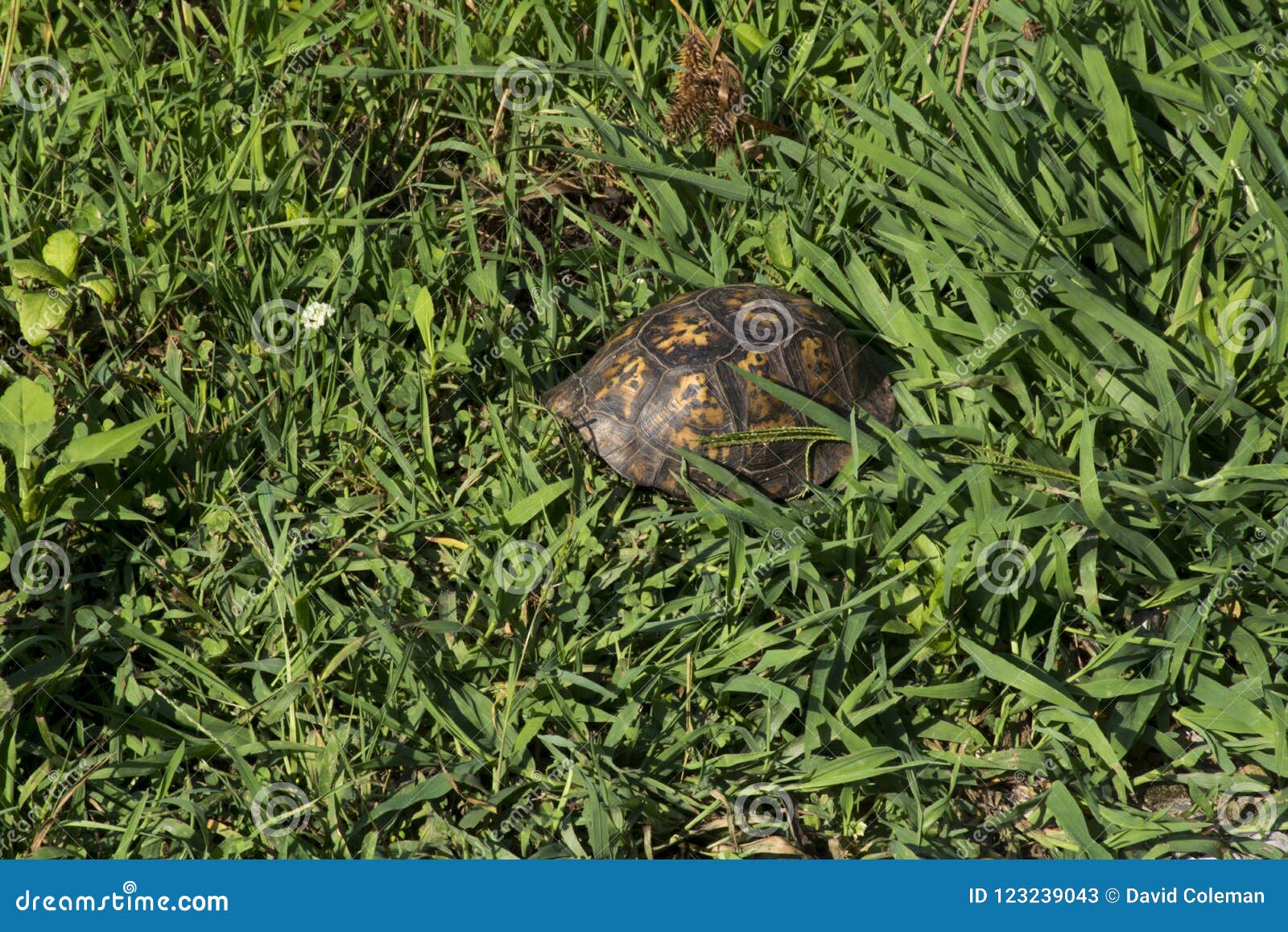Turtle shell in grass stock image. Image of detail, laying - 123239043