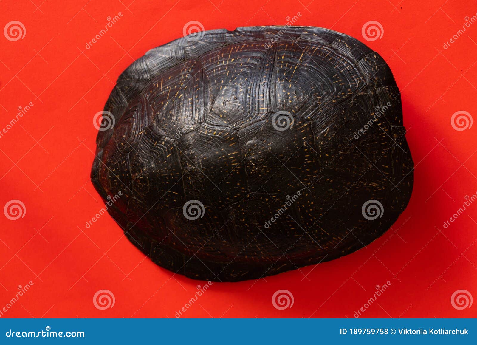 Turtle Shell on an Isolated Background of the Ukrainian Turtle Stock ...