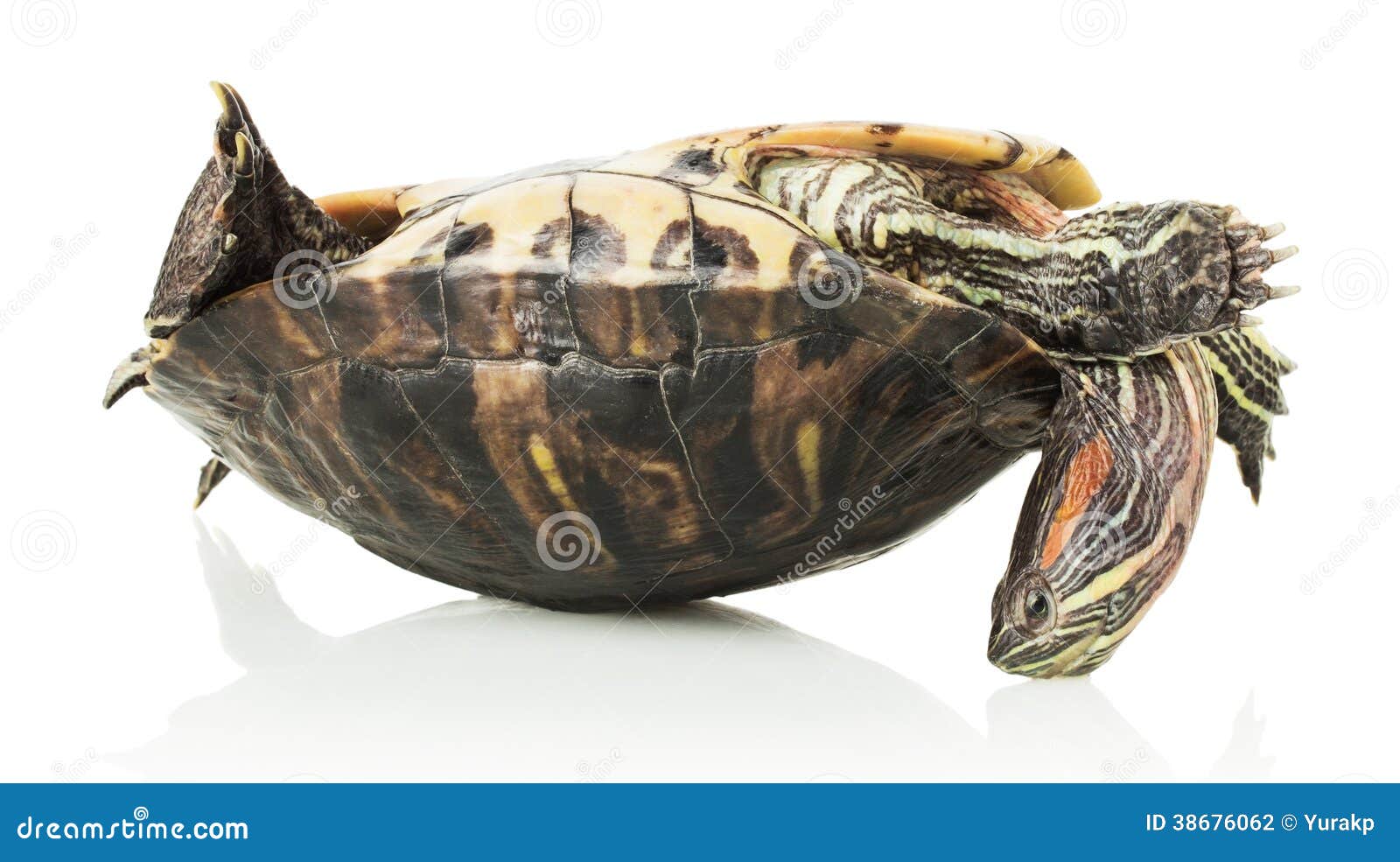 Turtle on the shell stock photo. Image of wild, isolated - 38676062