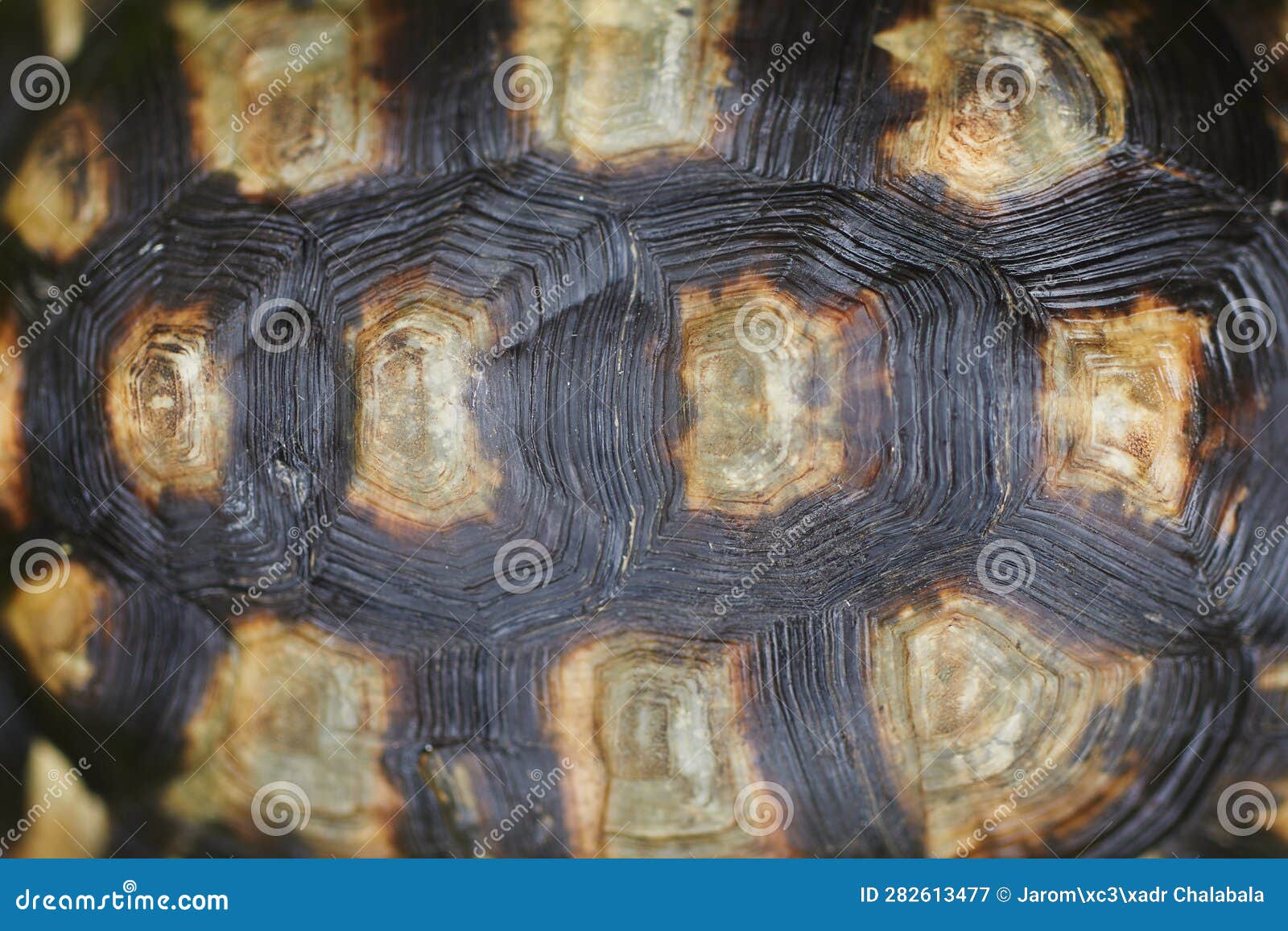 Turtle Shell Layered Structure Stock Image - Image of organism, natural ...