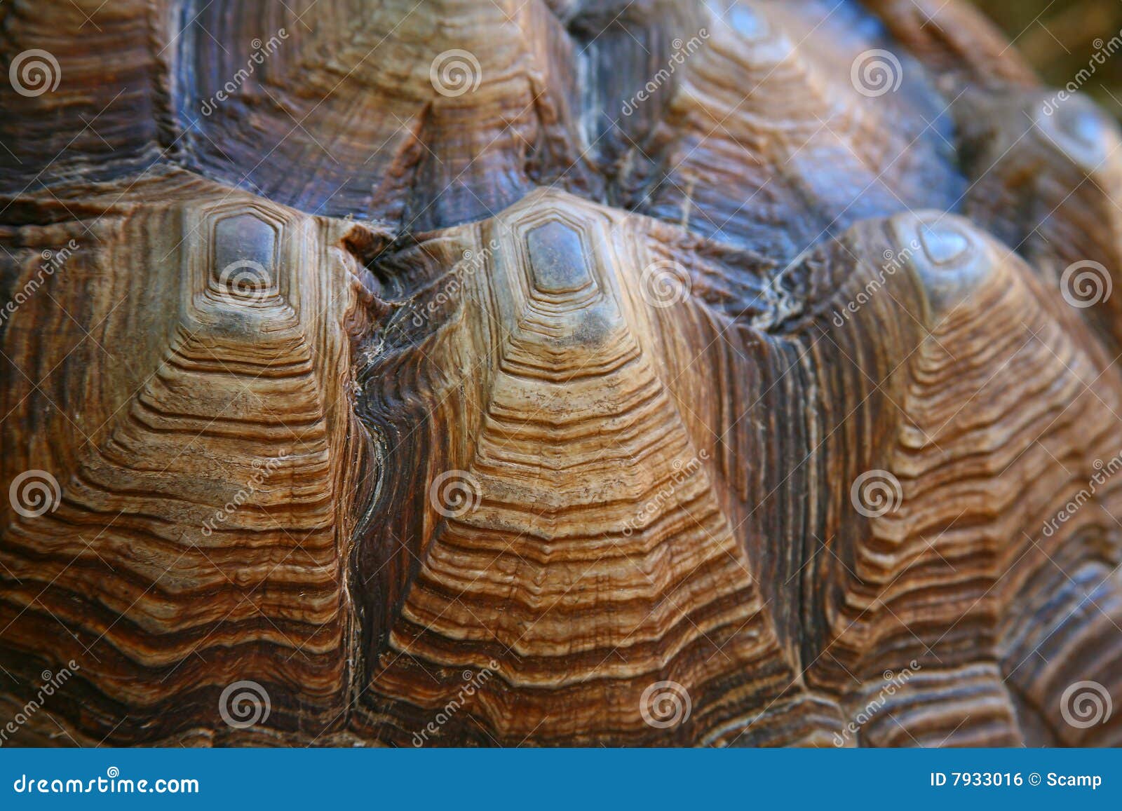 Turtle Shell Macro stock photo. Image of close, tortoise - 7933016