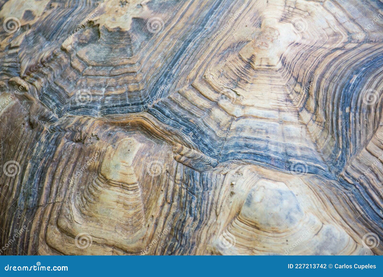 Turtle Shell Pattern from Close Up Stock Photo - Image of animal ...