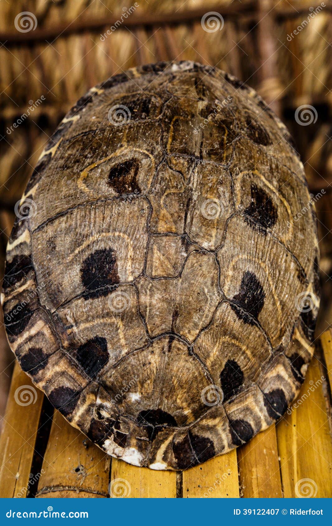 Turtle shell stock image. Image of studio, detail, moving - 39122407