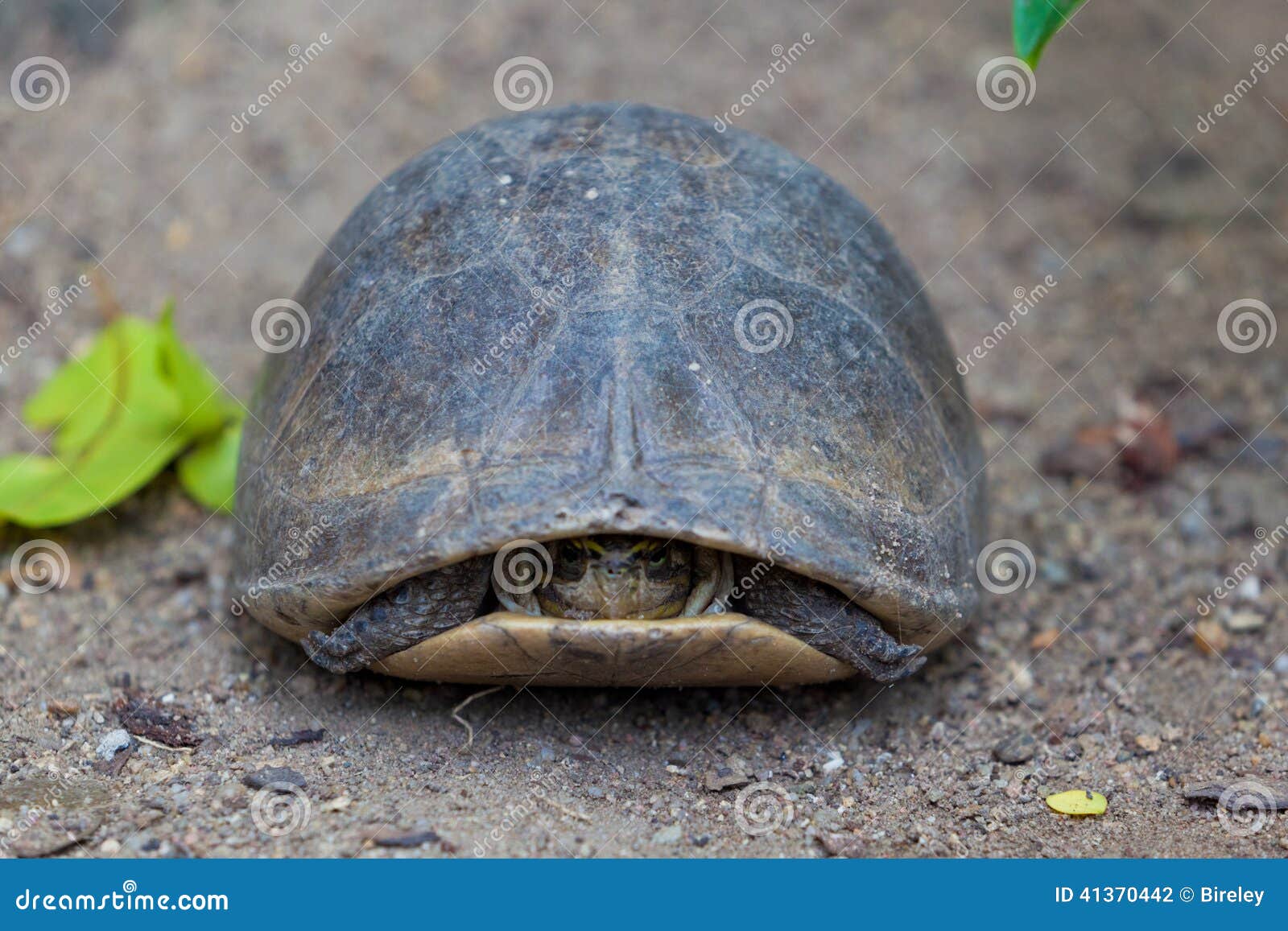 Turtle in shell stock photo. Image of park, tortoise - 41370442
