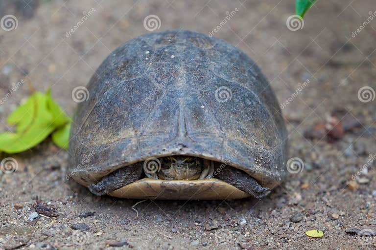 Turtle in shell stock photo. Image of park, tortoise - 41370442