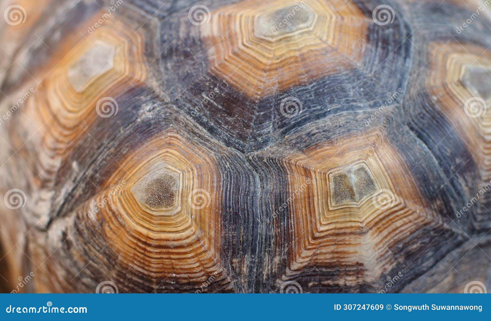Turtle Shell Sulcata Tortoise Background Stock Image - Image of desert ...