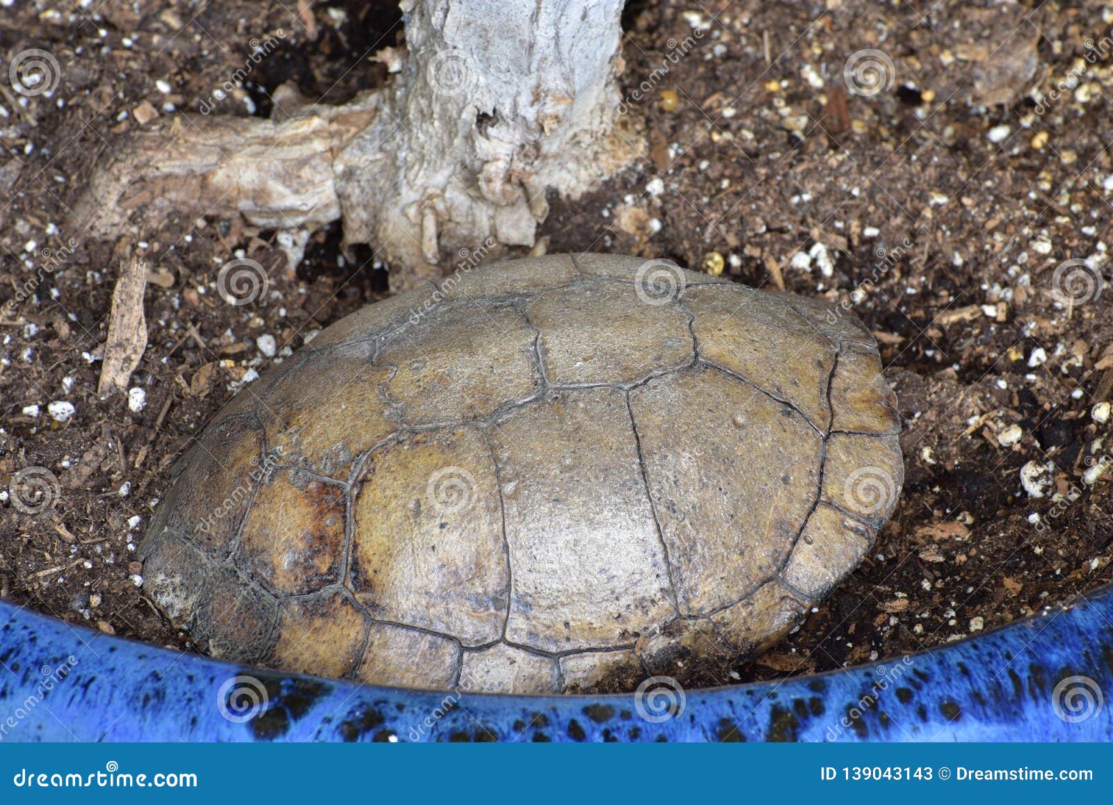 Turtle Shell Surrounded by Soil in a Blue Pot Stock Image - Image of ...