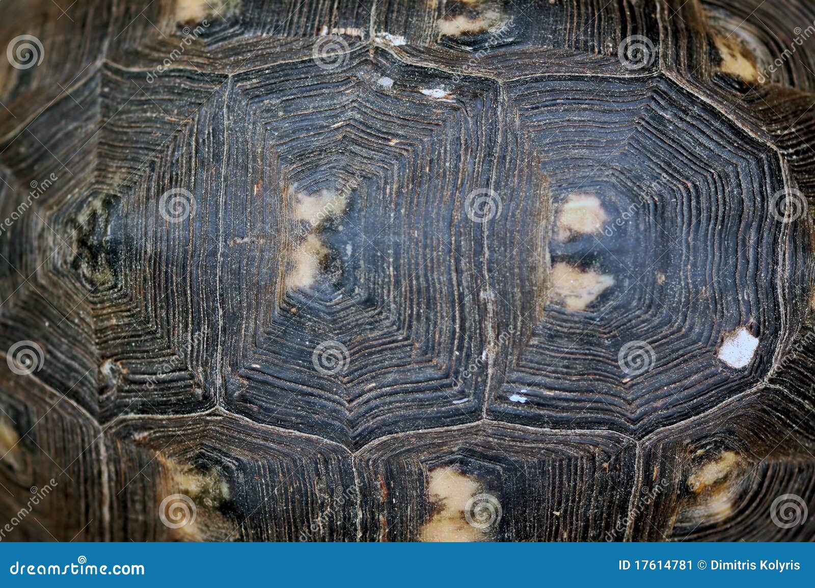 Turtle Leg Texture Stock Photo | CartoonDealer.com #46223634