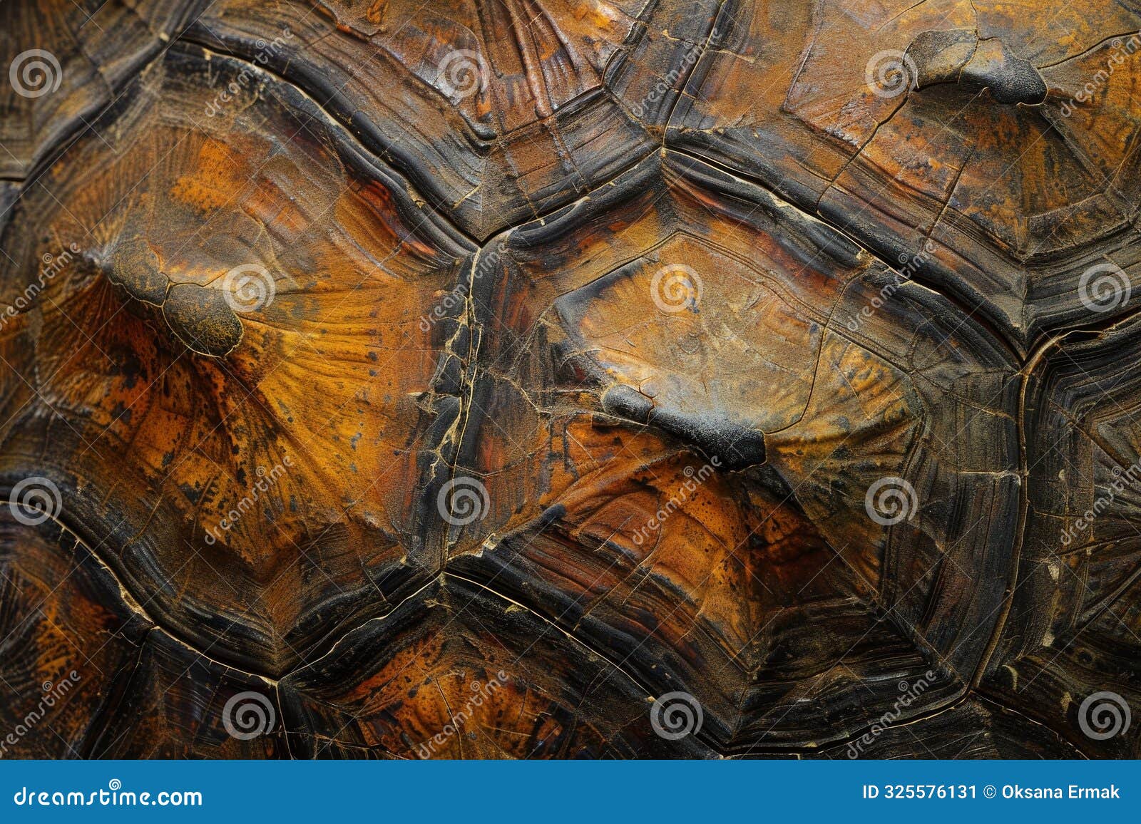 Turtle Shell Texture Background, Brontosaurus Dinosaur Skin Texture ...